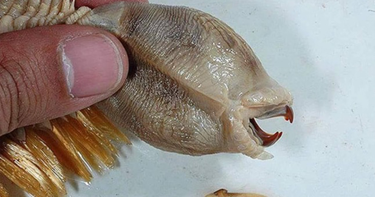 El gusano antártico con dientes que te perseguirá en sueños