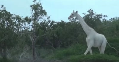 Rare white giraffes captured on camera for first time ever