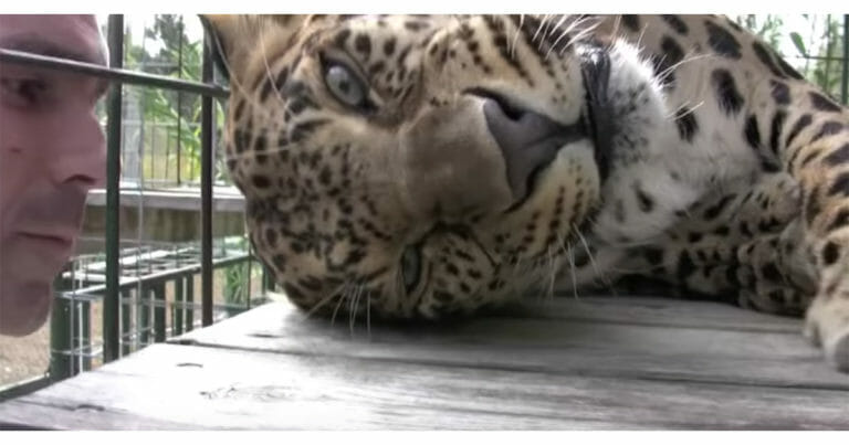 Rescuer reaches hand in to pet giant leopard – vocal response goes viral