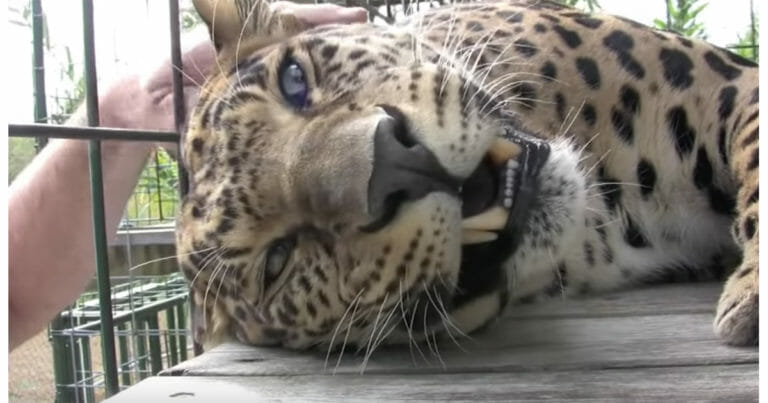 Rescuer reaches hand in to pet giant leopard – vocal response goes viral