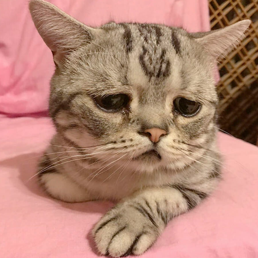Meet Luhu, the saddest cat in the world
