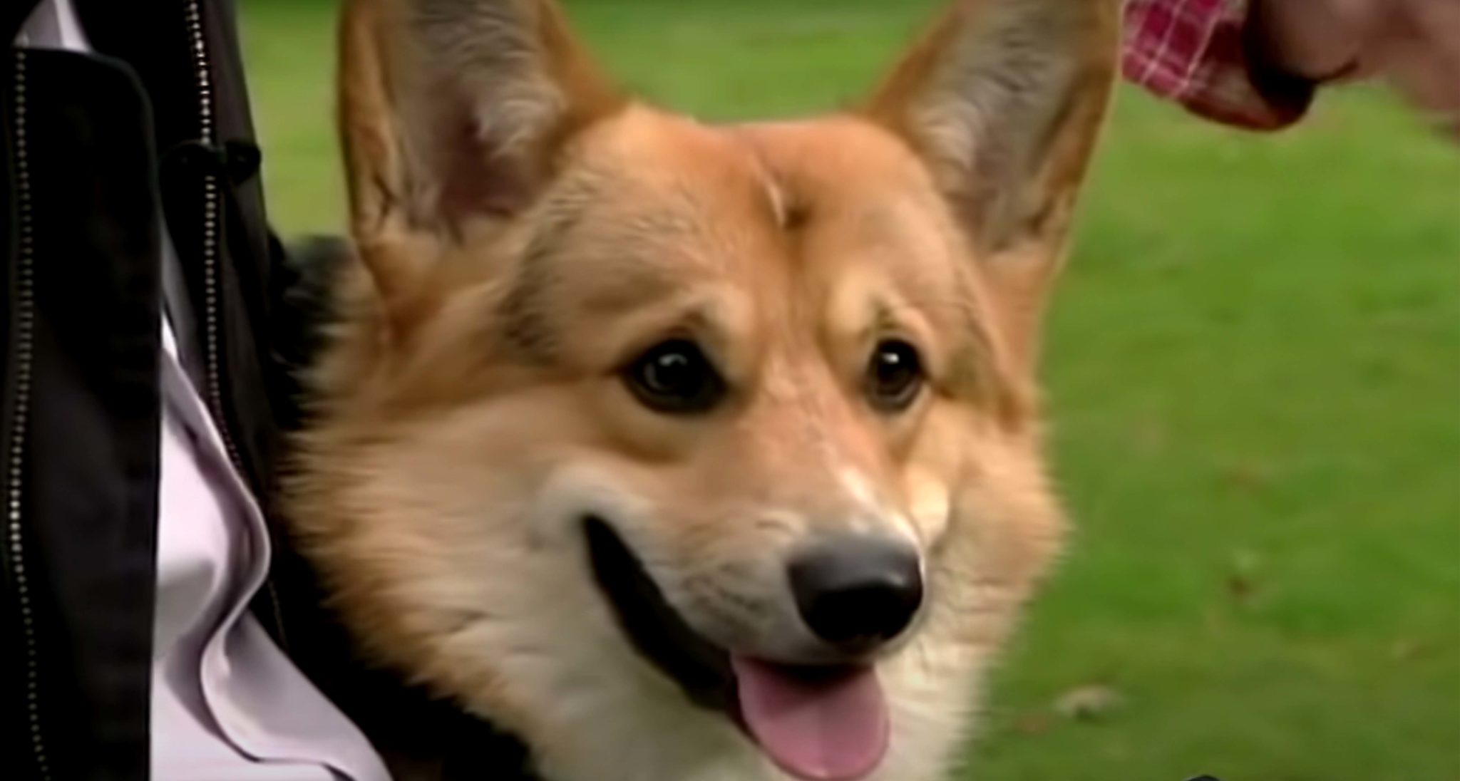 ‘In her final hours’ the Queen’s famous corgis were there by her side ...