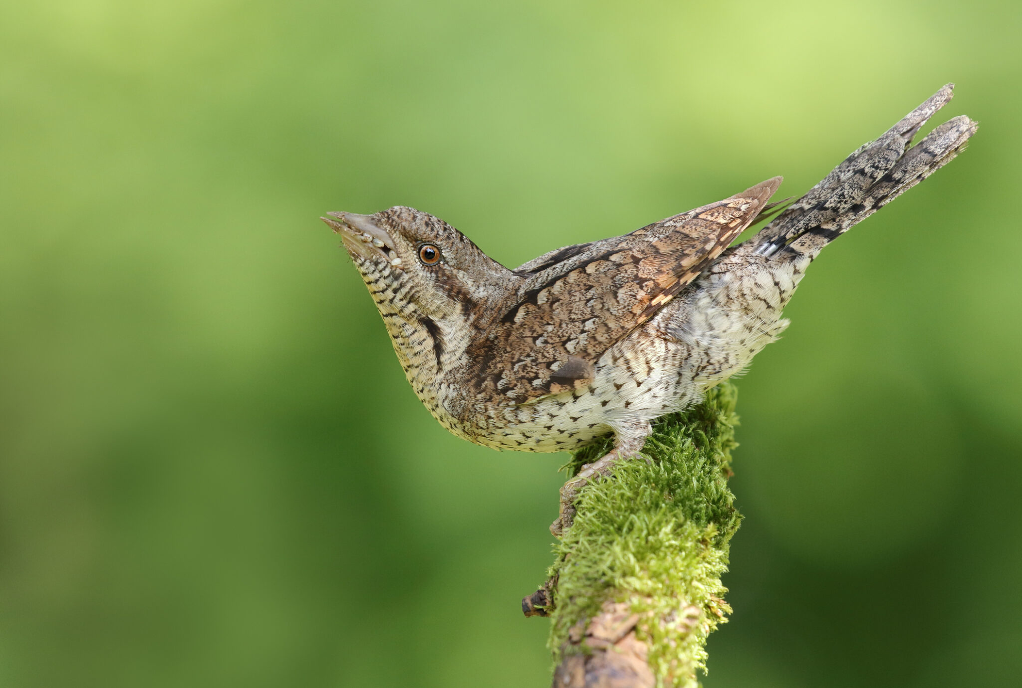 Angry looking 'snake' seen furiously contorting neck, on closer look it ...