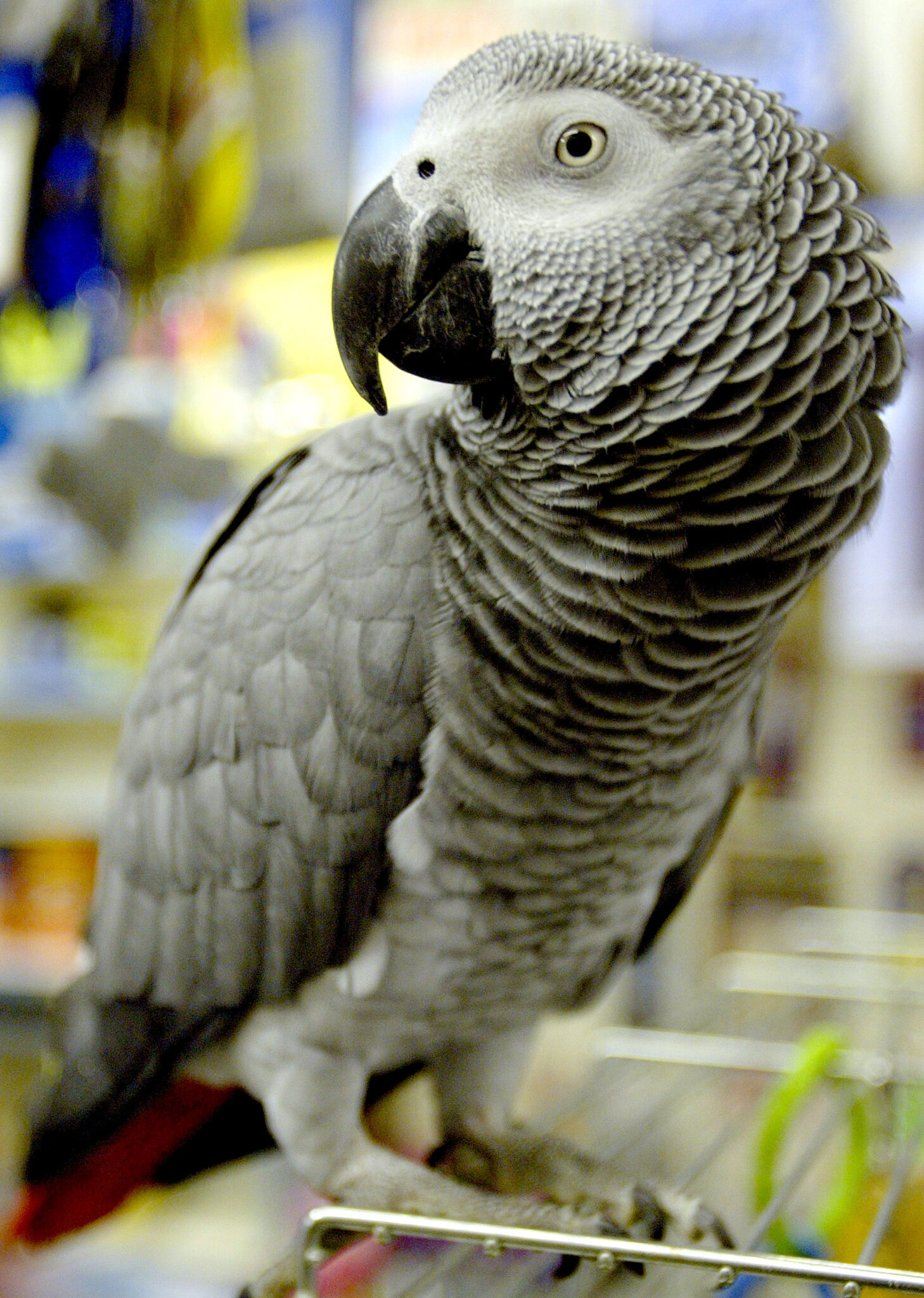 Zoo separates five naughty parrots who swear at visitors and laugh ...