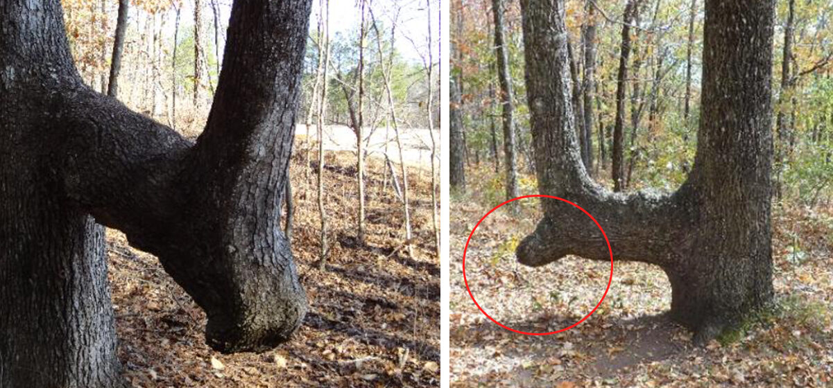 If you see a bent tree in the forest, here's what it might mean
