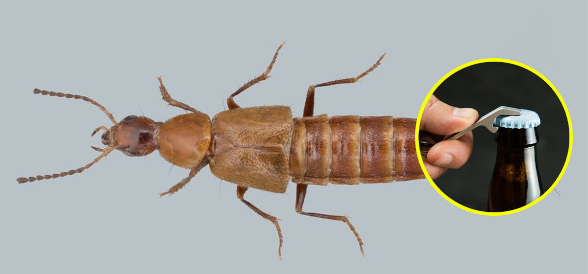 New species of beetle discovered with bottle opener-shaped penis, gets ...