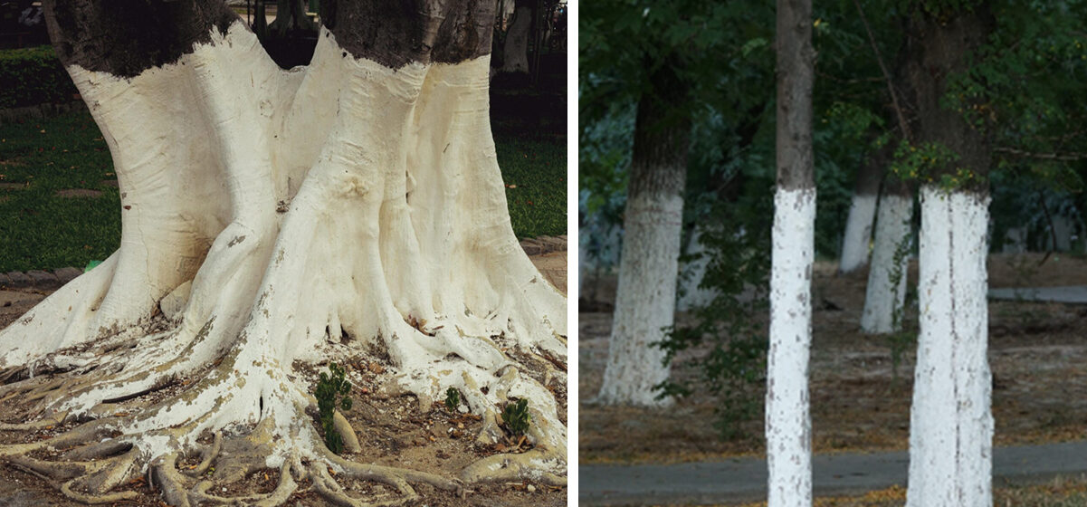 If you spot white-painted trees, you had better know what it means