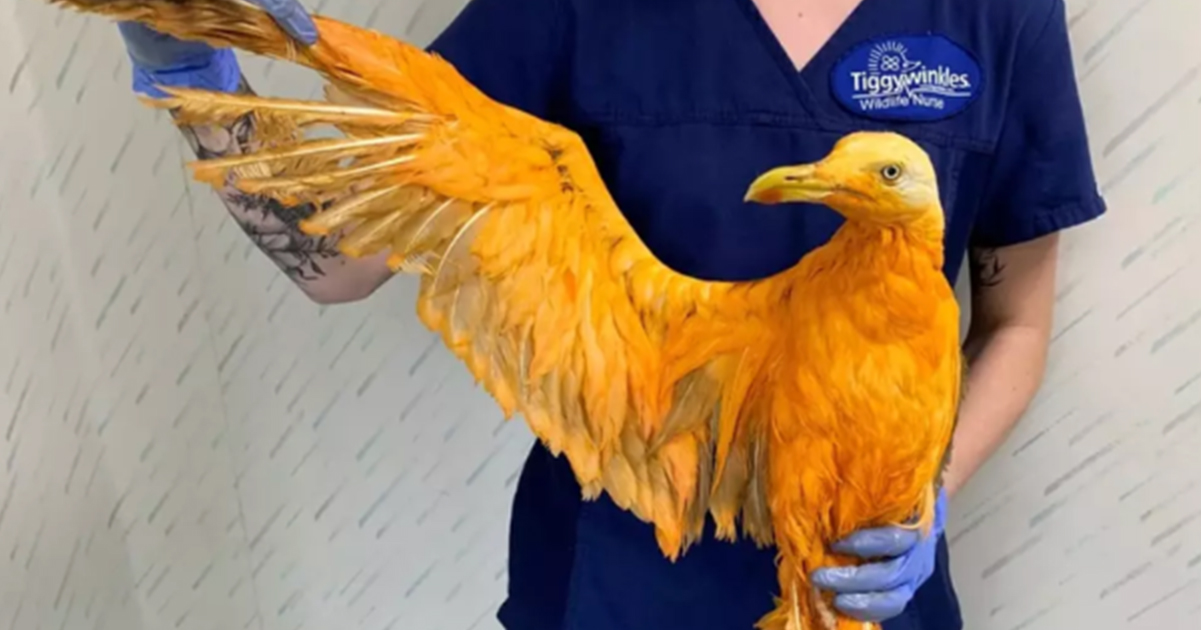 Vets shocked by what mysterious yellow bird actually is