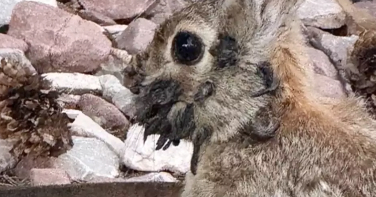 Warning as 'Frakenstein' rabbits invade the US