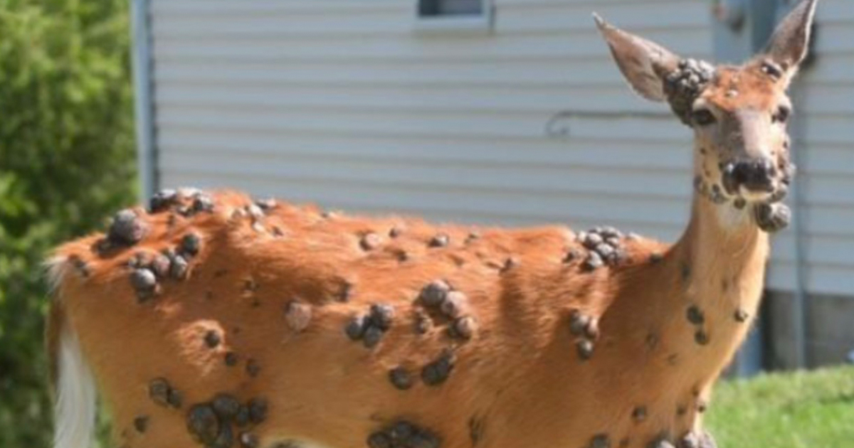 ‘Mutant deer’ with bubble skin sparks outbreak fears in US