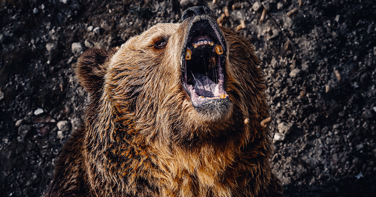 Bear attack survivor's chilling final note to family