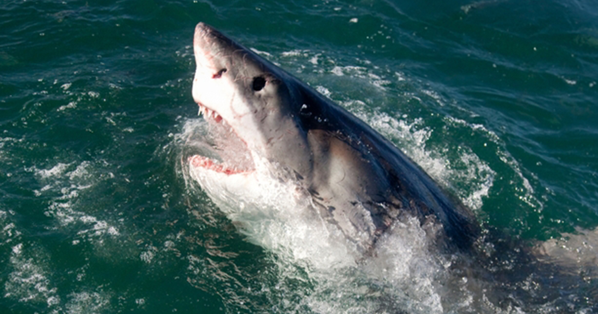 Shipwreck survivor who saw her friend get eaten by a shark recalls ...