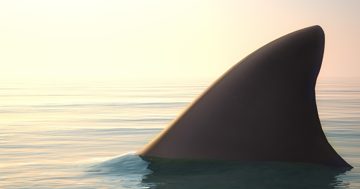 Bystanders race to rescue 16-year-old boy after shark attack