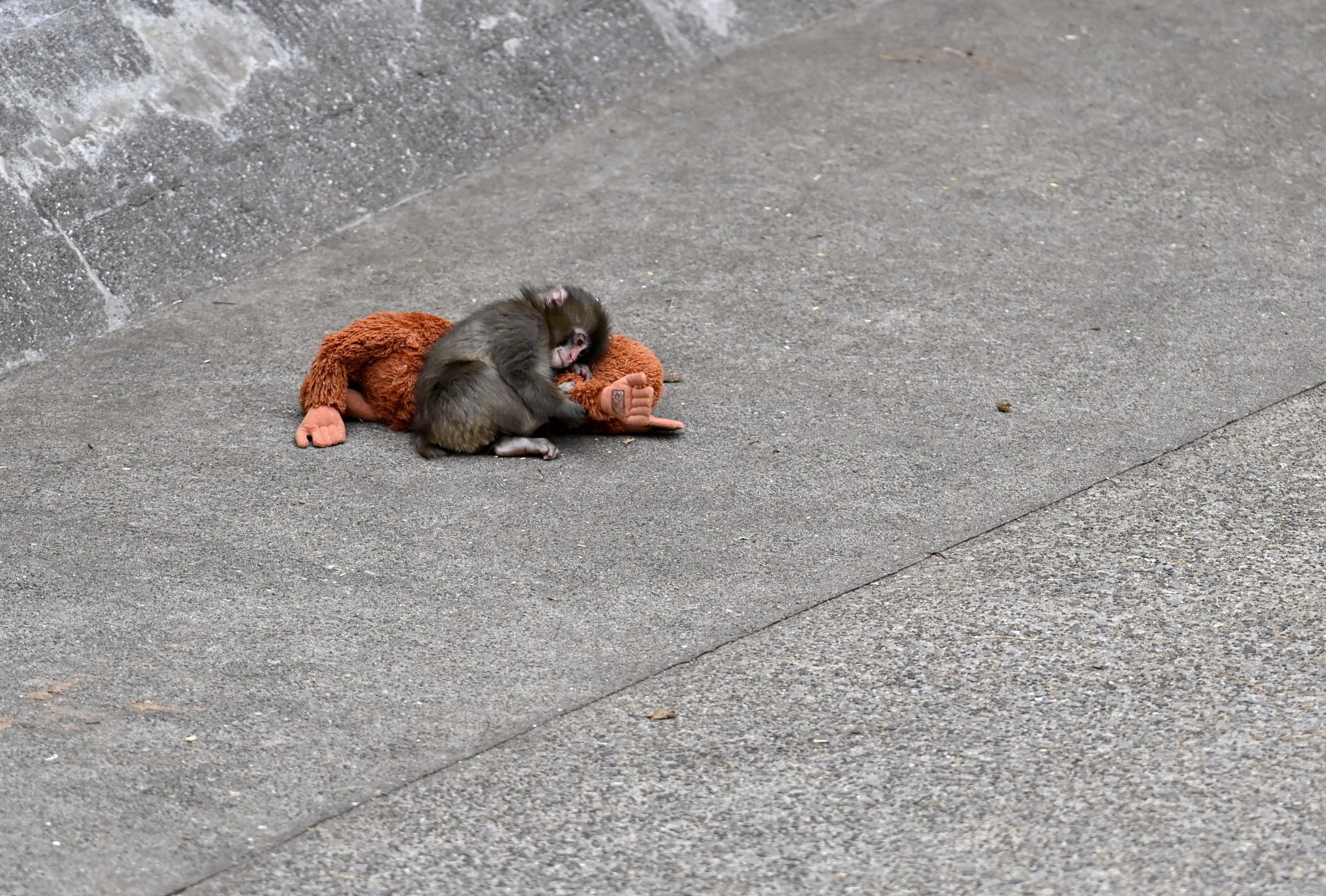 Expert explains why Punch’s mom abandoned him and why other monkeys ...