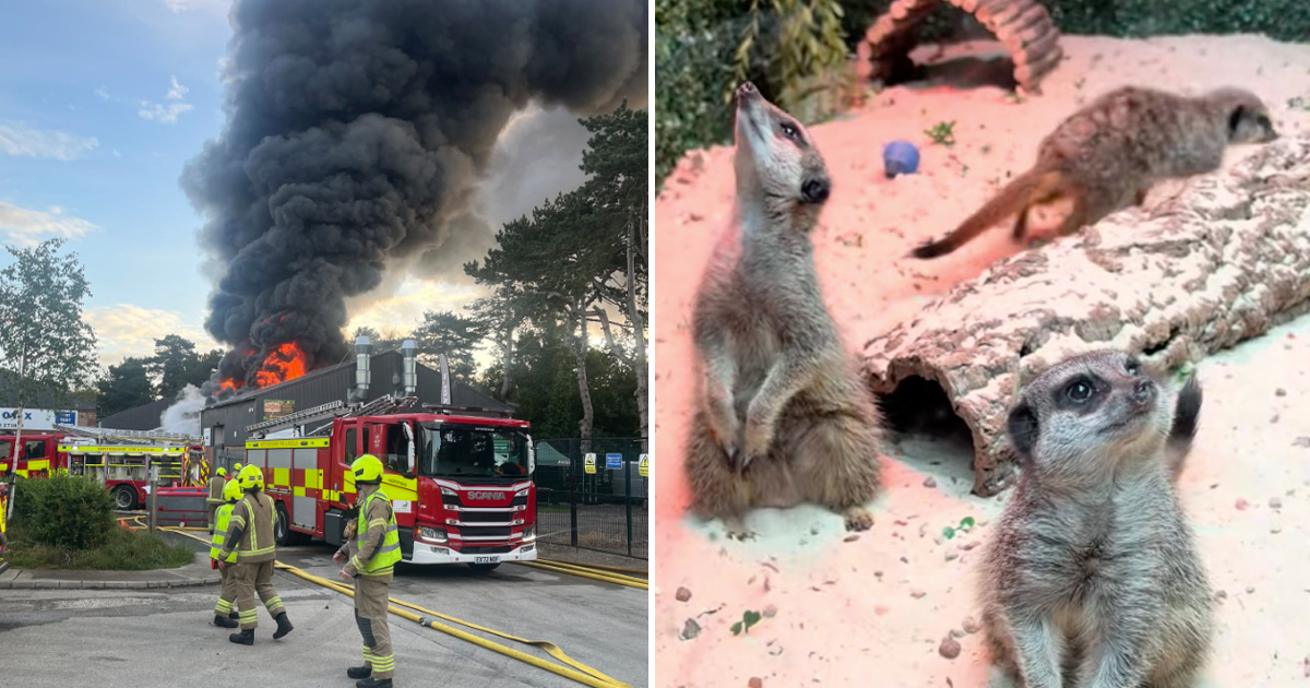 All animals die after devastating fire tears through children's play ...