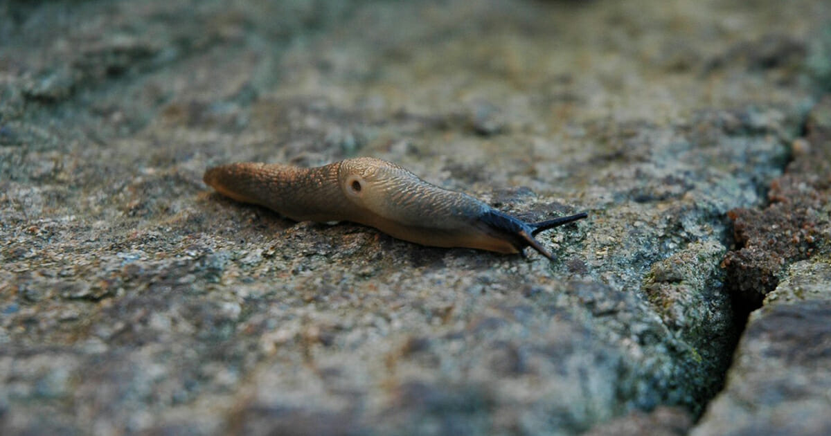 Ny skadlig snigel på väg invadera Sverige – så här ska du göra om du ...