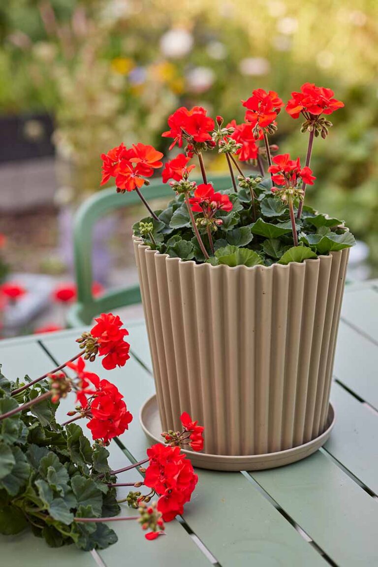 Årets pelargon 2023: Kaxiga färgklicken Moonlight Guido – så sköter du ...