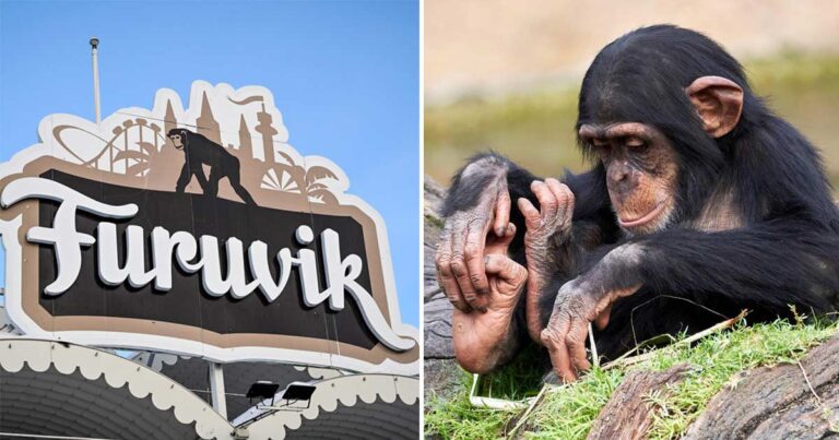 Furuviksparken vill ta in nya schimpanser – möts av hård kritik: "Inte ...