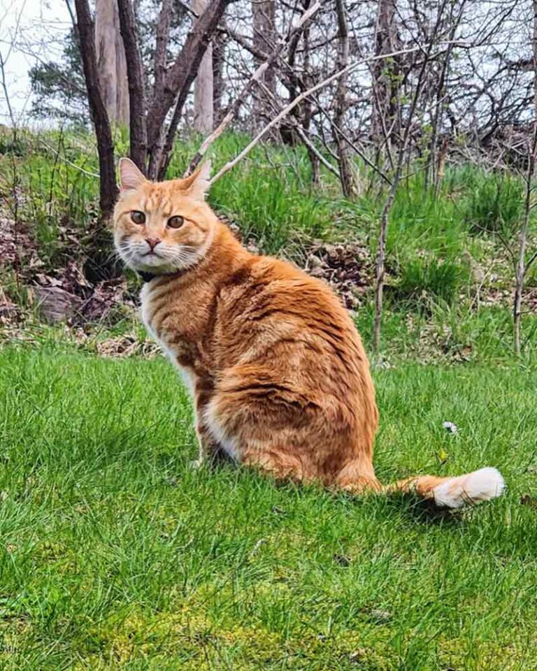 Luffar-Lasse blir filmstjärna – katten som tar Sverige med storm