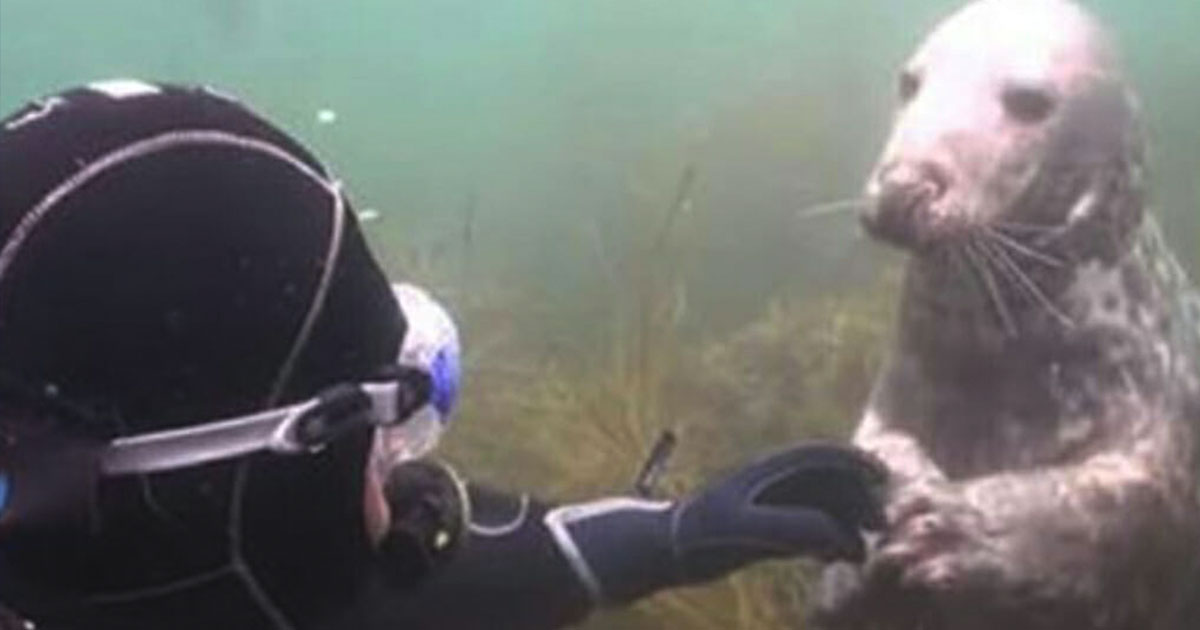 Sukeltaja ei ymmärrä, mitä hylje oikein haluaa – silloin eläin yhtäkkiä ...