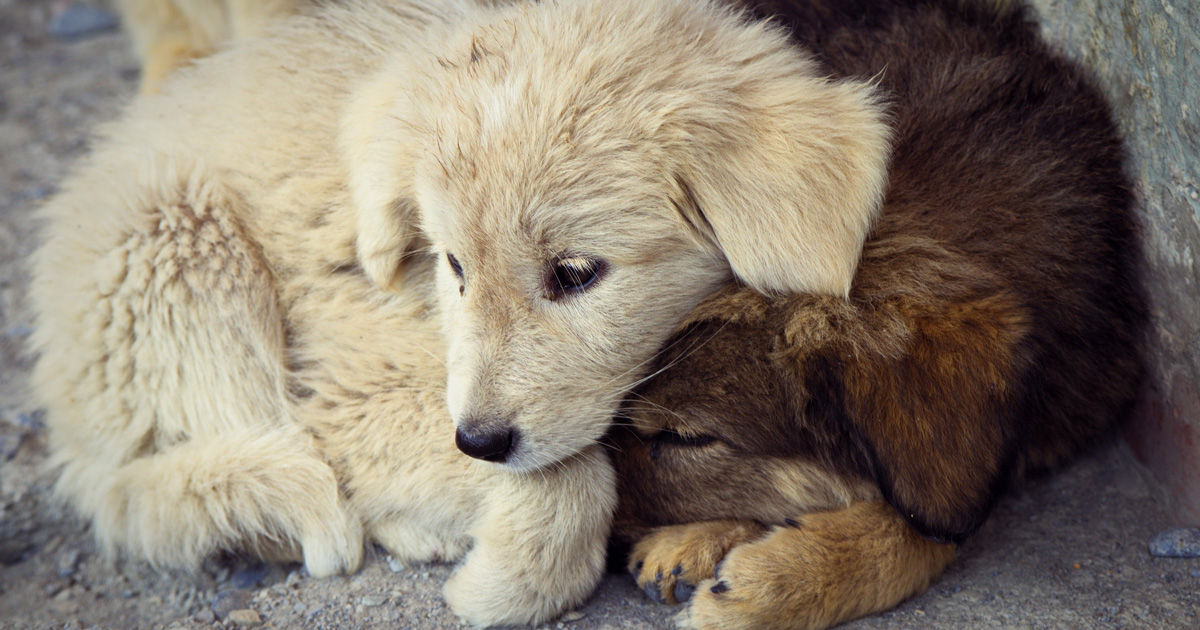 Poliisi löysi autosta yli 100 koiraa Nurmeksessa