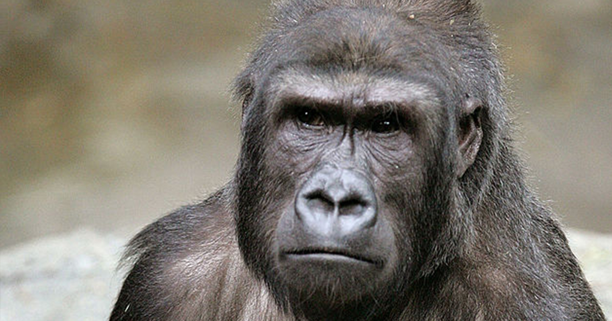 Binti Jua gorilla teki historiaa ja pelasti pojan