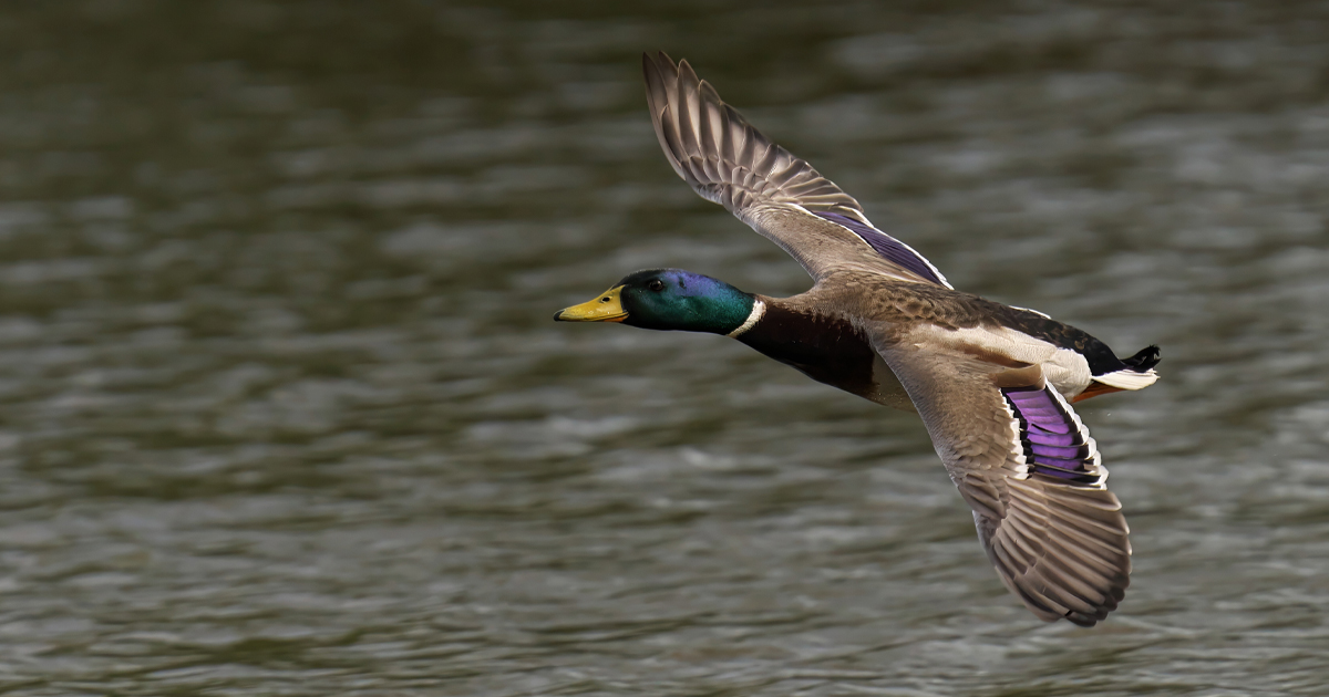 Sorsa jäi kiinni ylinopeudesta