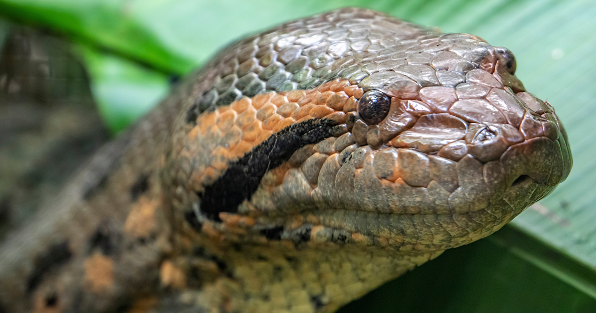 Mies yritti tulla käärmeen syömäksi – katui välittömästi