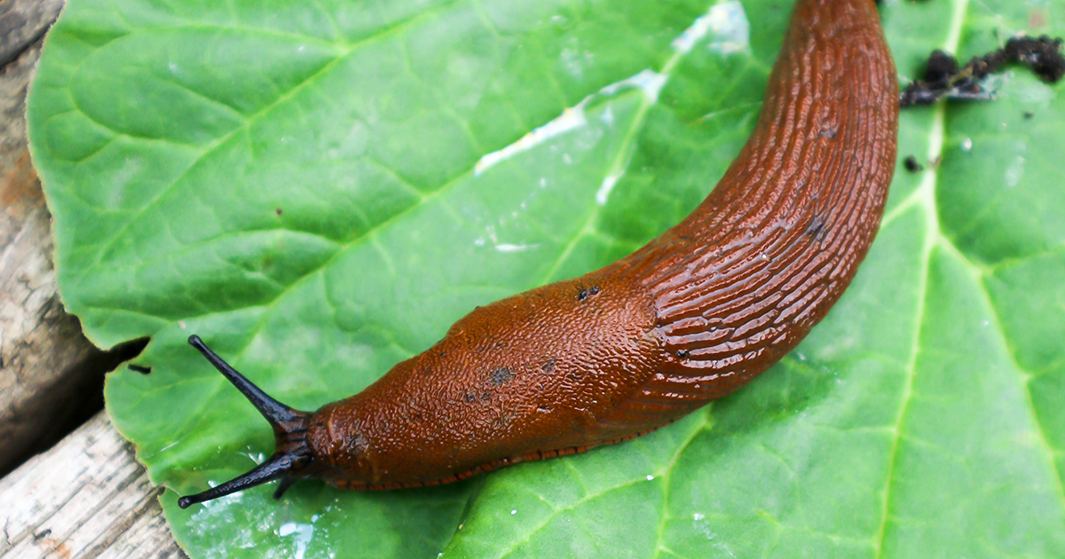 Gartner avslører enkelt triks: Slik blir du kvitt snegler