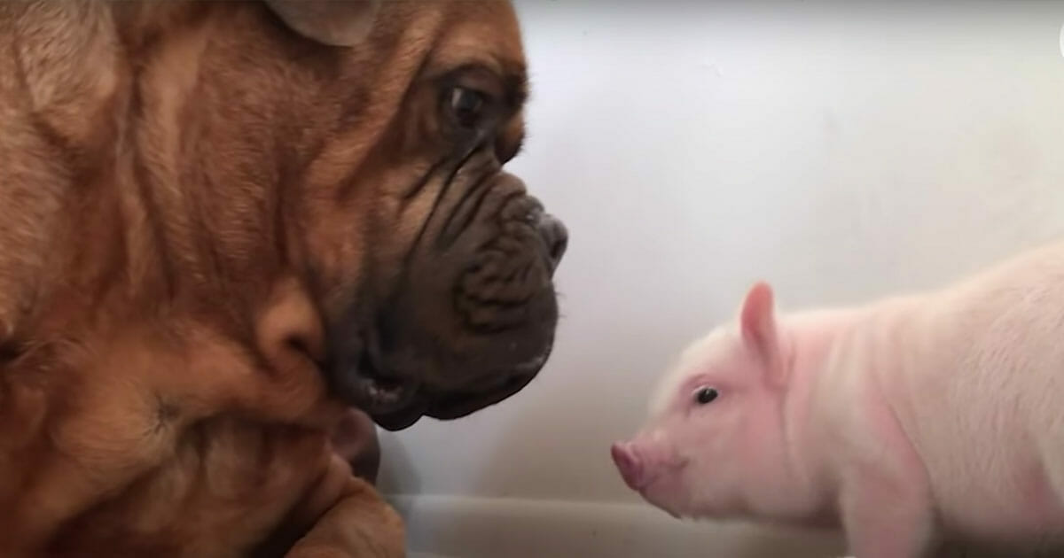 Nysgerrig babygris vover sig frem til kæmpehund – den store basses ...
