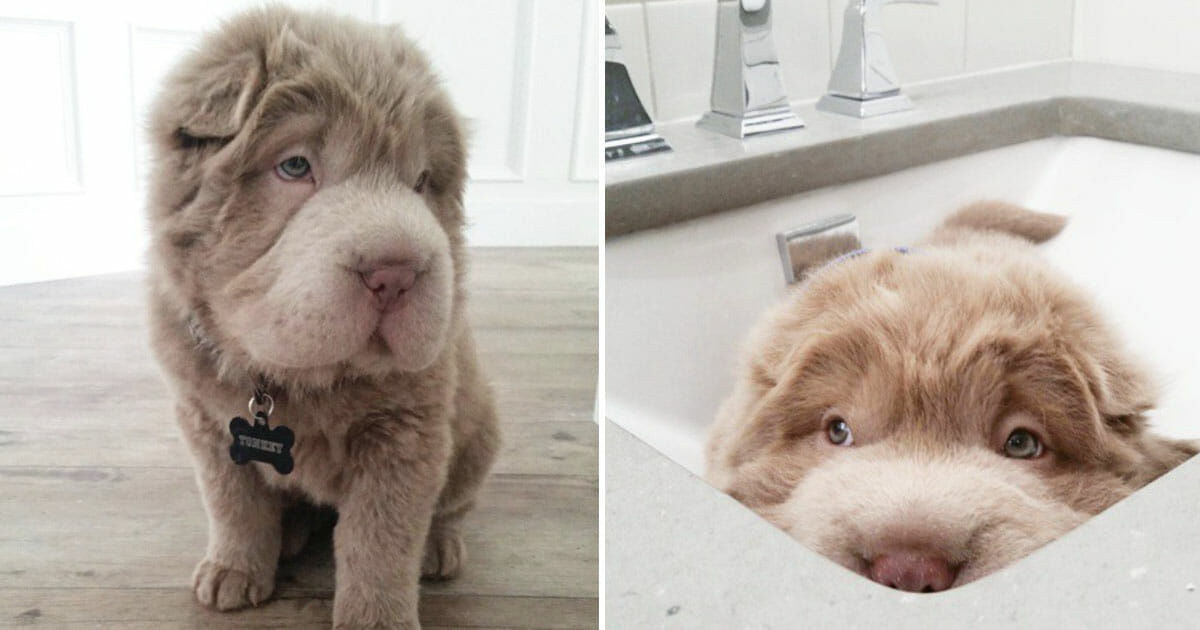 Mød den bedårende hund Tonkey – levende bamse tager nettet med storm