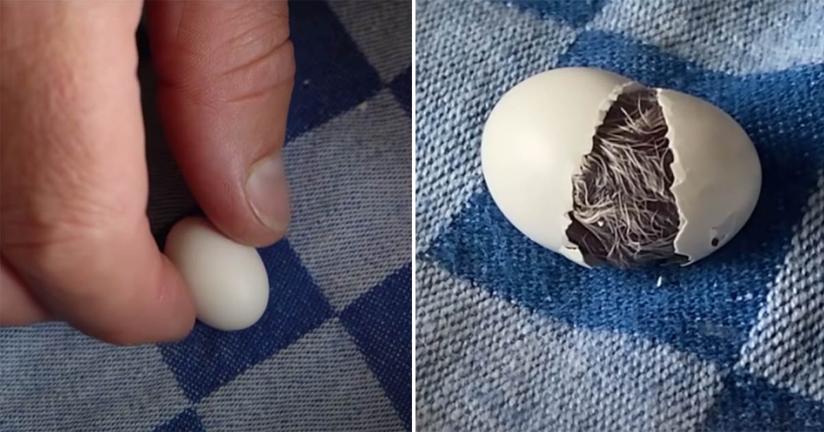 Dyreven finder efterladt miniæg – nu er det klækket og væsenet er ...