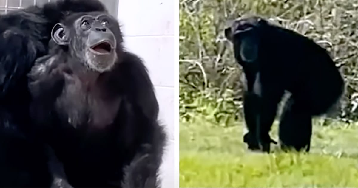 Efter 28 år slippes chimpansen Vanilla ud i det fri – så gør bassen det ...