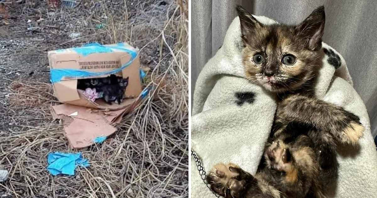 Mystisk kasse bliver dumpet på togskinnerne - da manden kigger, indser ...