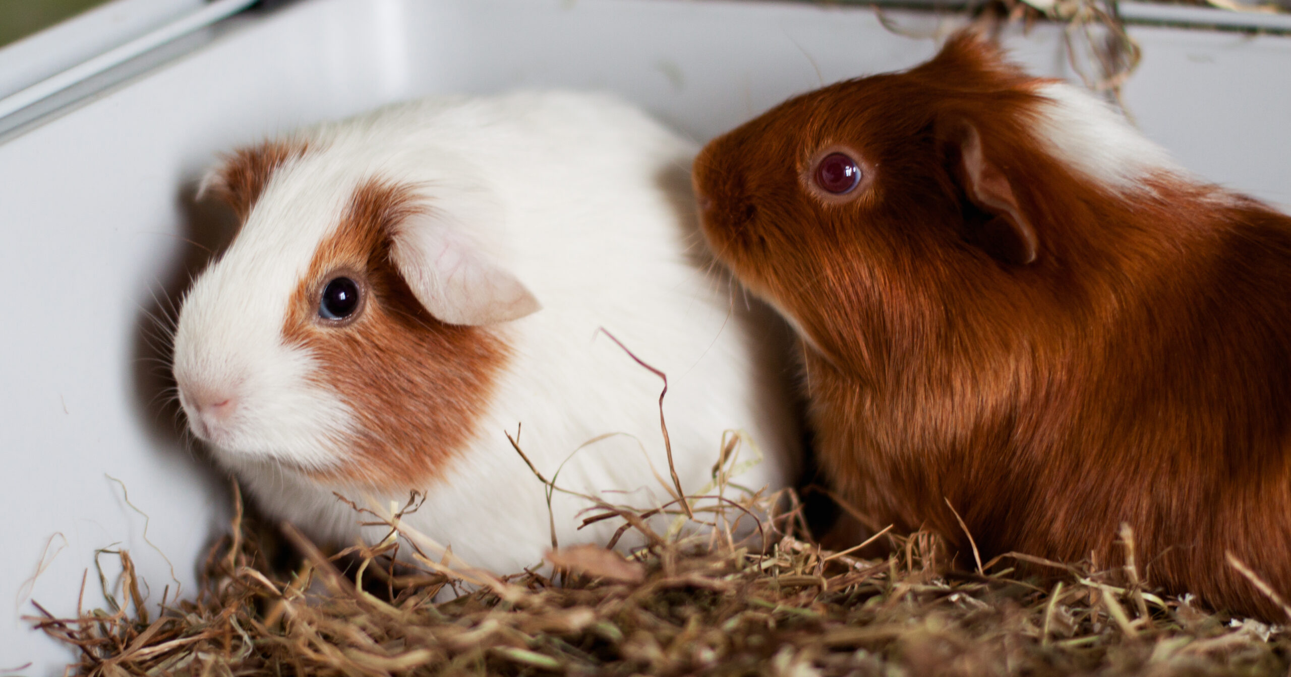 Skal have ladet to marsvin sulte og tørste til døde: Nu risikerer ...