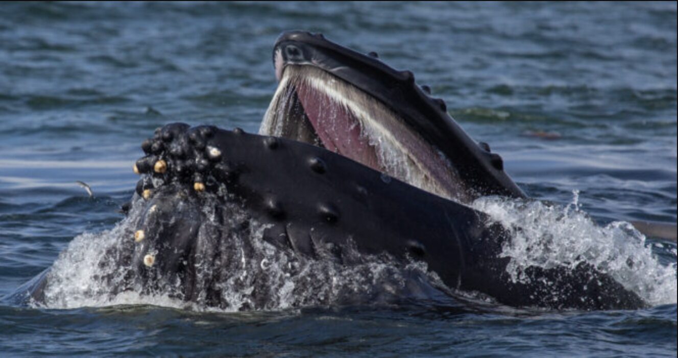 En pukkelhval slugte en dreng