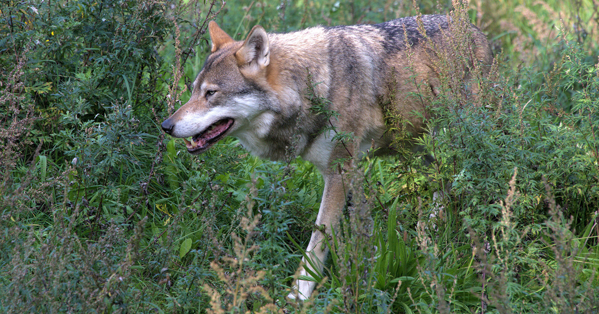Otte ulve passerede have med børn