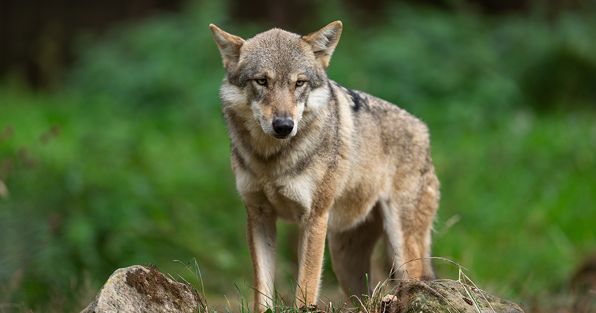 Rekordhøjt antal ulve i Danmark