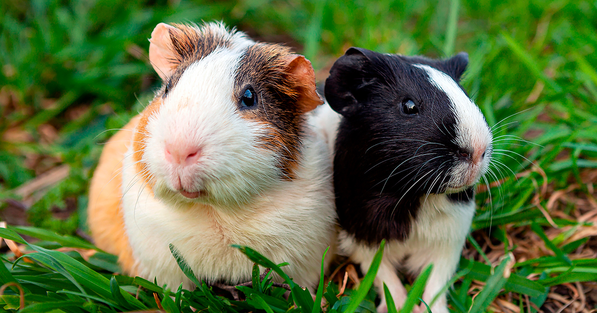 Fem marsvin dumpet i skov