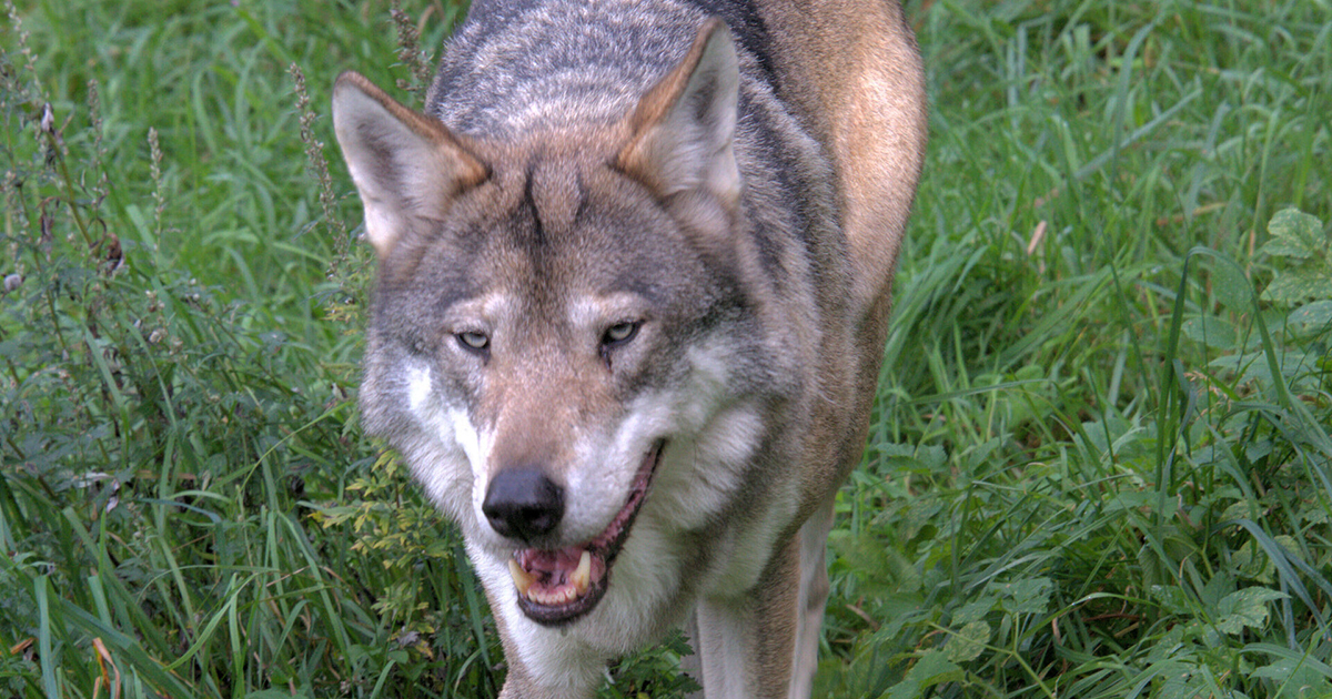 Dyrenes Beskyttelse vil skyde ulve på anden vis