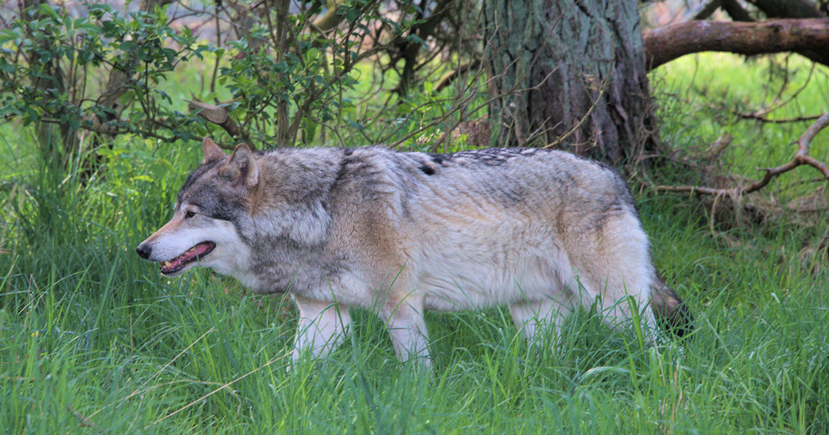Ulve kan svømme over Lillebælt
