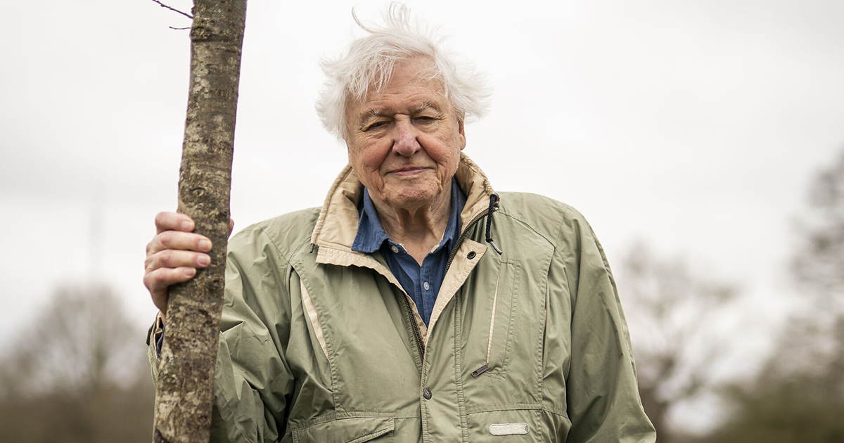 David Attenborough fylder 99 år: Denne tragedie ødelagde hans liv