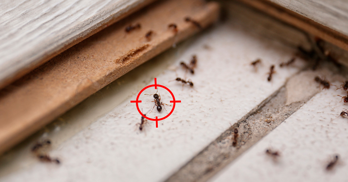 Voldsomt mange myrer på vej: Sådan slipper du for dem