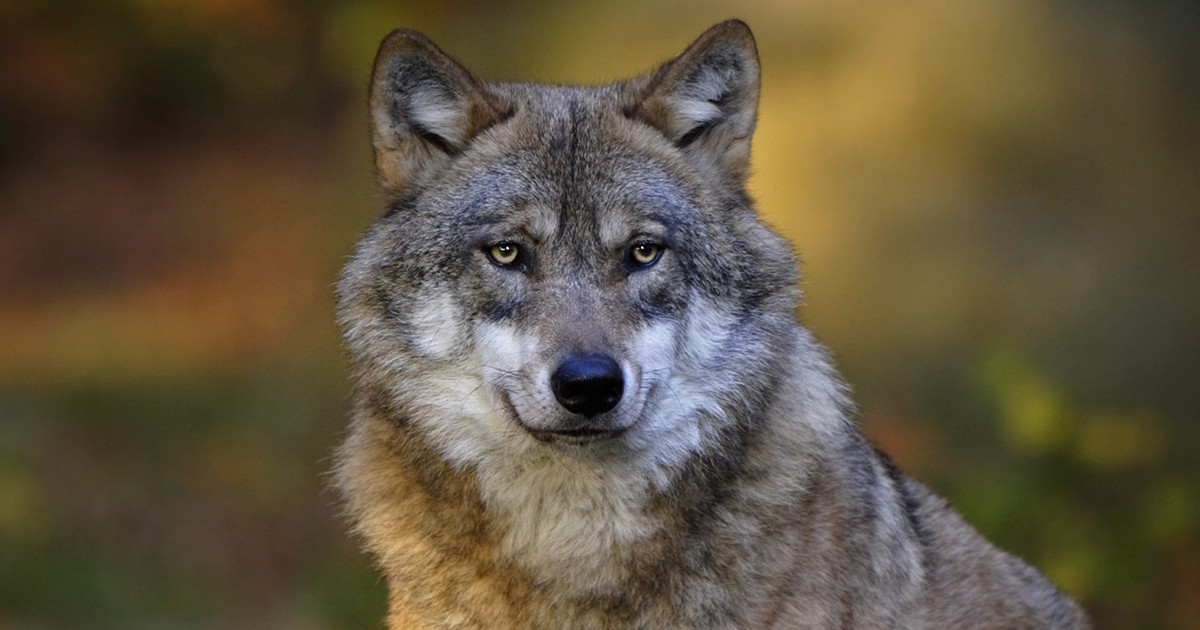 Er ulven i Danmark et problem, hvis vi tager vores forholdsregler?