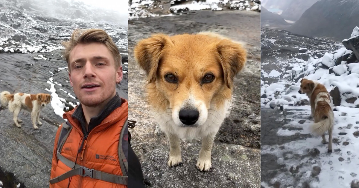 Hund rettet Mann beim Wandern das Leben
