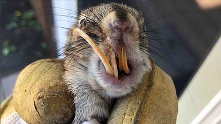 Amante dos animais resgata esquilo com dente gigante – obrigado!