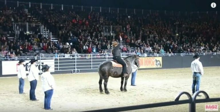 Paard hoort favoriete nummer spelen: seconden later kijkt het publiek ...
