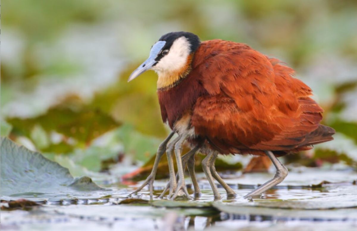 Aanpassingsevolutie op zijn best: ontrafeling van het wonder van de ...