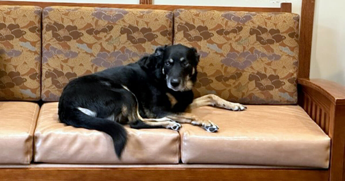 Hond uit asiel blijft wegsluipen naar medisch centrum - ze besluiten ...