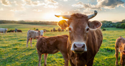 Boer treft weiland leeg aan en stuit vervolgens op alle 32 koeien die dood op een hoop liggen
